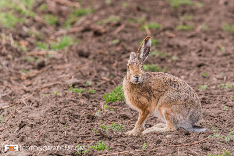 Nationalpark Neusiedlersee Seewinkel Vogelbeobachtung