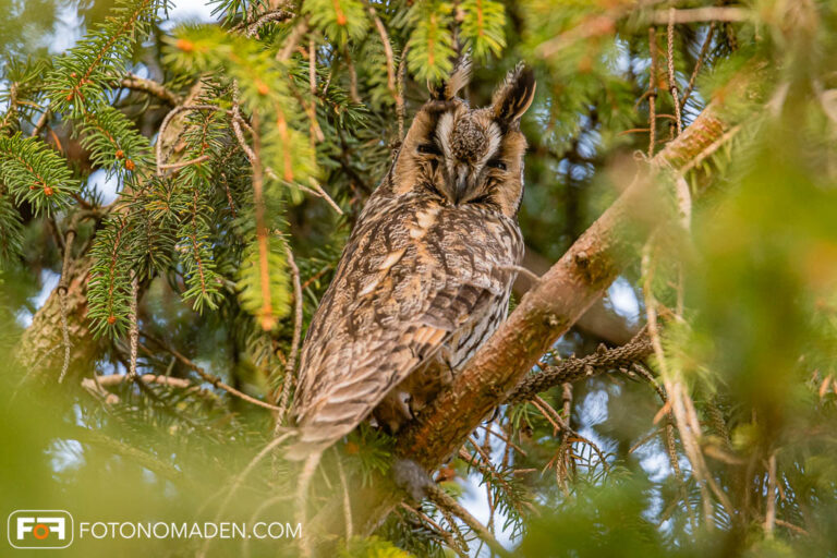 Nationalpark Neusiedlersee Seewinkel Vogelbeobachtung